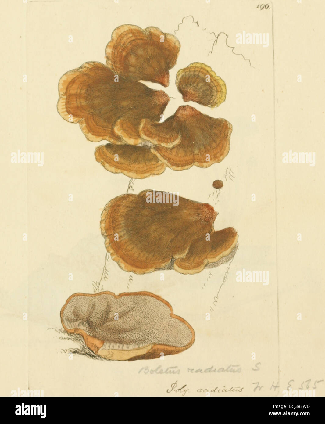 A detailed illustration or depiction of various species of English ...