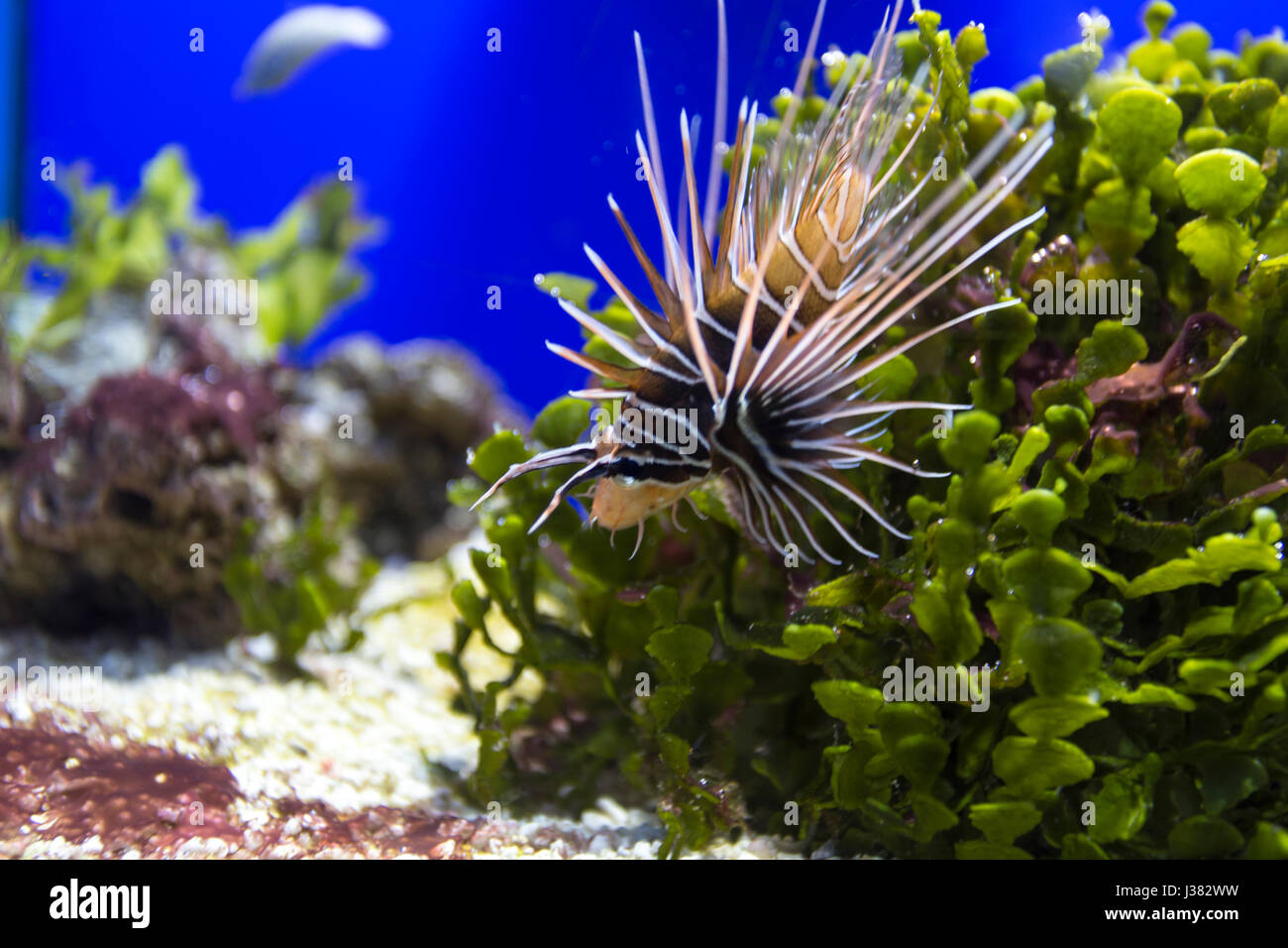 Lion fish swimming under water Stock Photo - Alamy