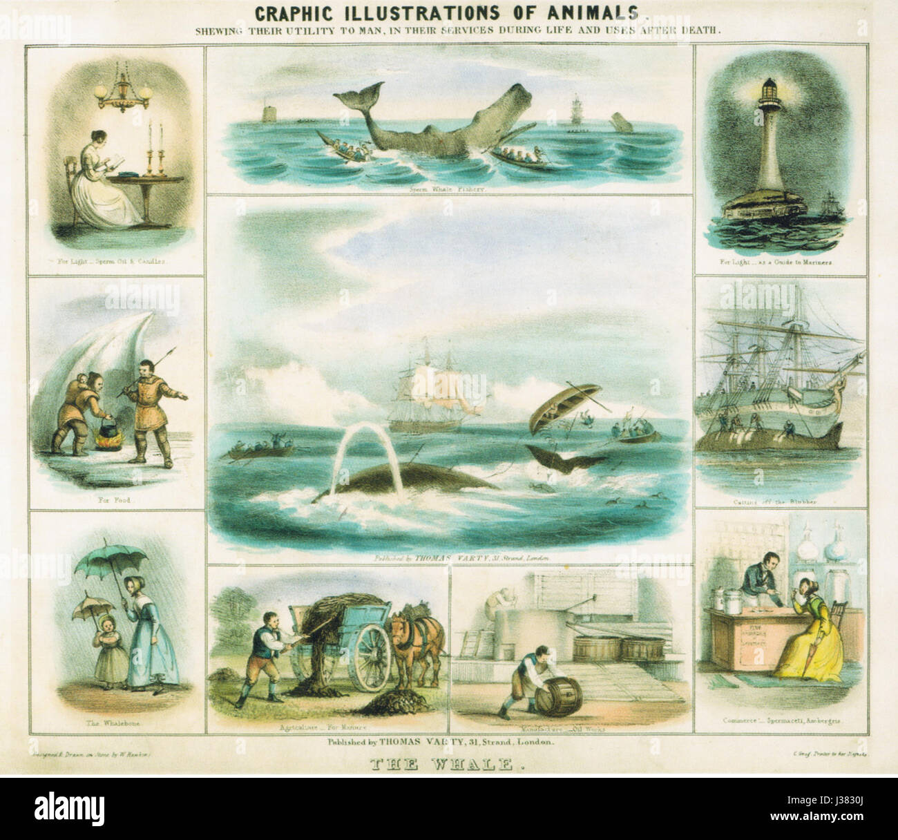 Der wal hi-res stock photography and images - Alamy