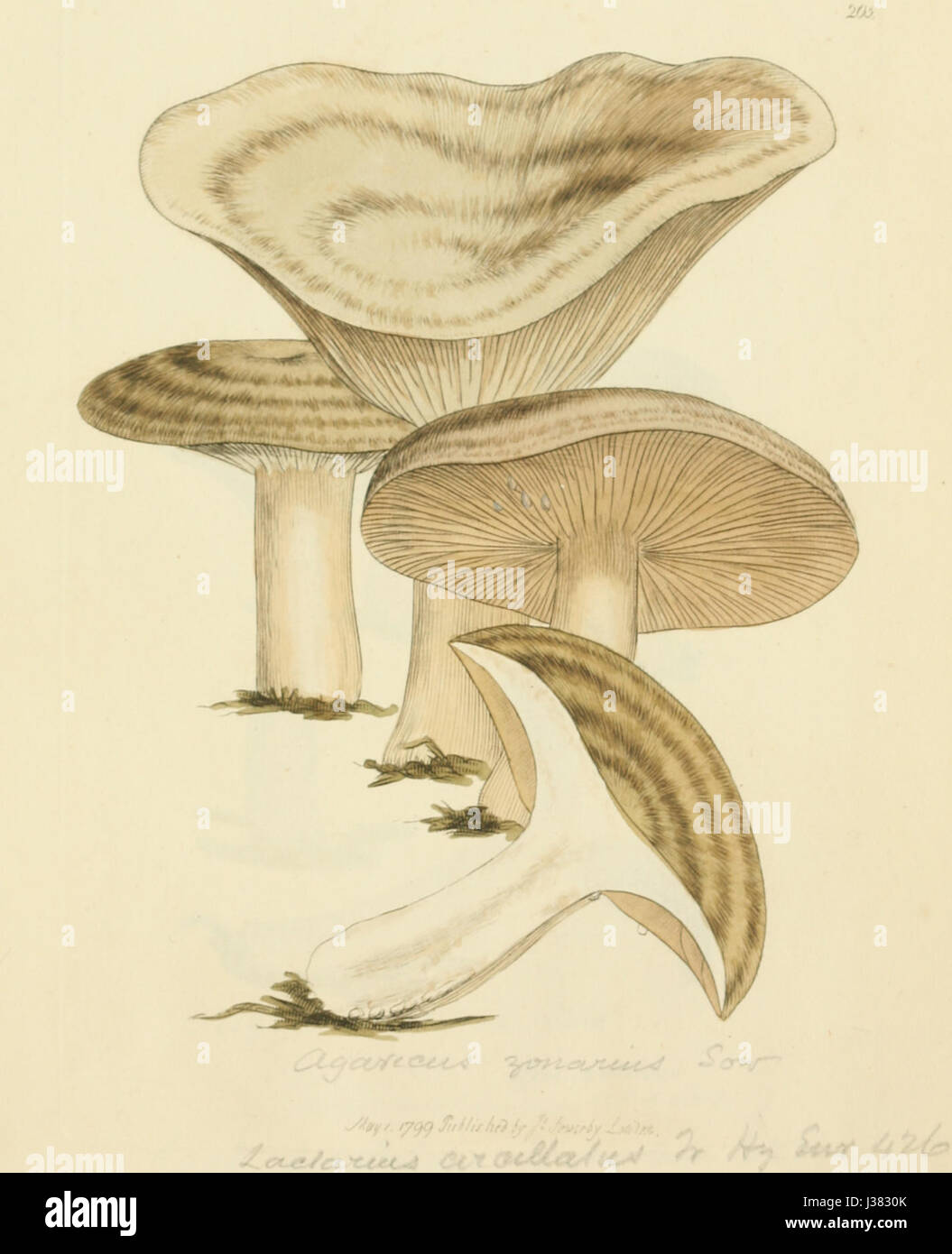 *Coloured Figures of English Fungi or Mushrooms* is a detailed ...