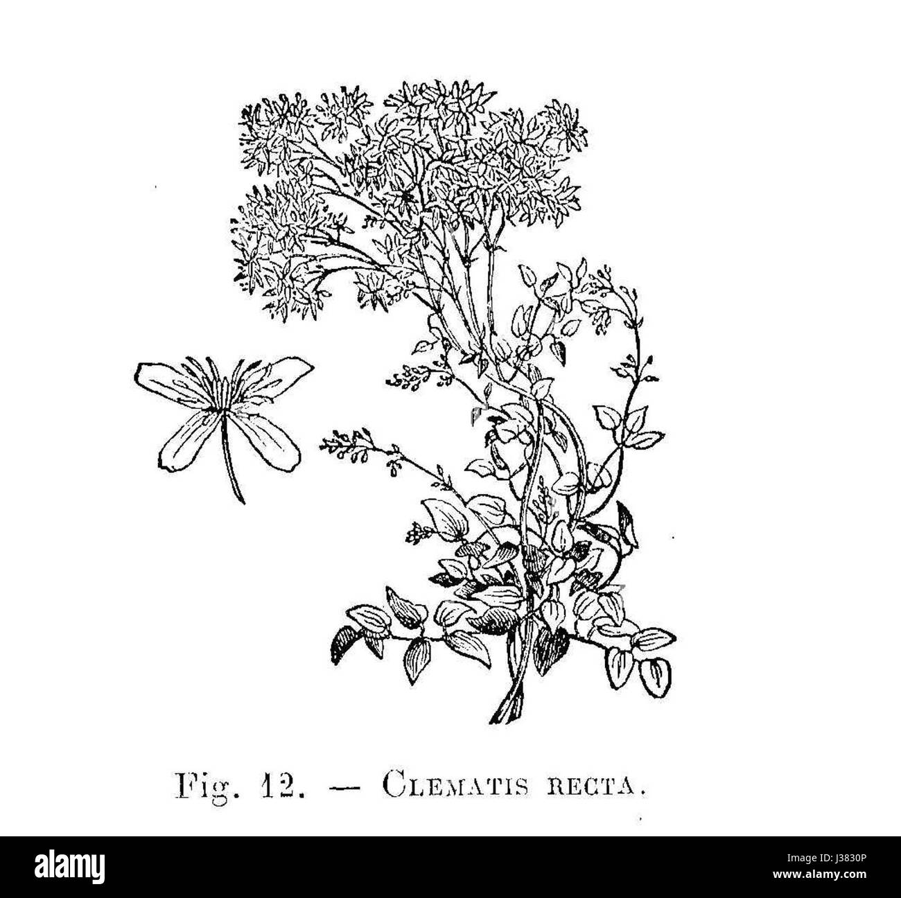 Clematis recta, commonly known as the upright clematis, is a flowering ...