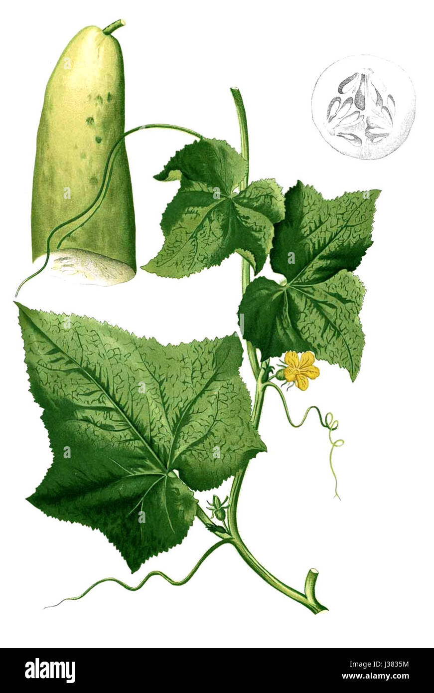 Genus cucumber hi-res stock photography and images - Alamy