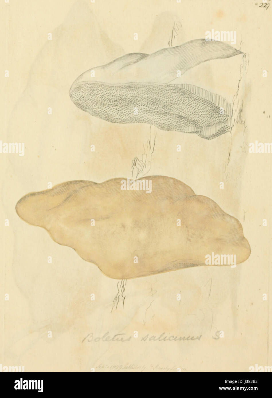 Detailed illustration features various fungi hi-res stock photography ...