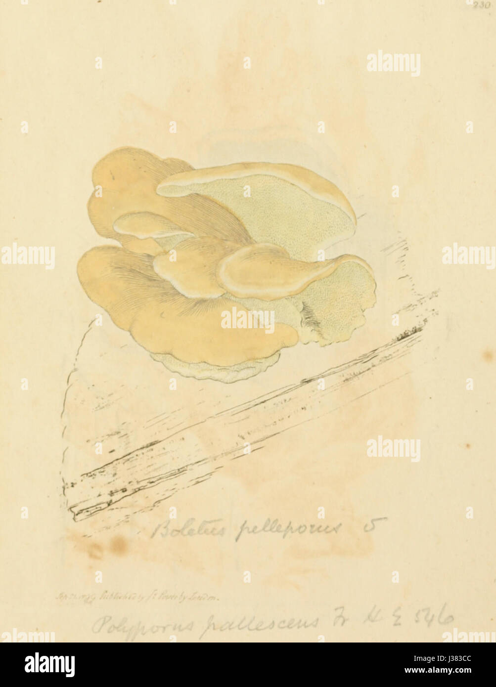 This is an illustration from *Coloured Figures of English Fungi or ...