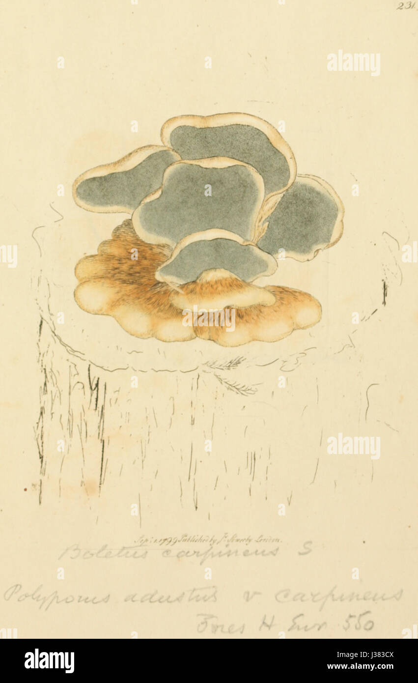 'Coloured Figures of English Fungi or Mushrooms' is an artistic ...