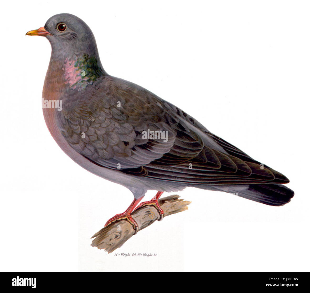 European dove Cut Out Stock Images & Pictures - Alamy