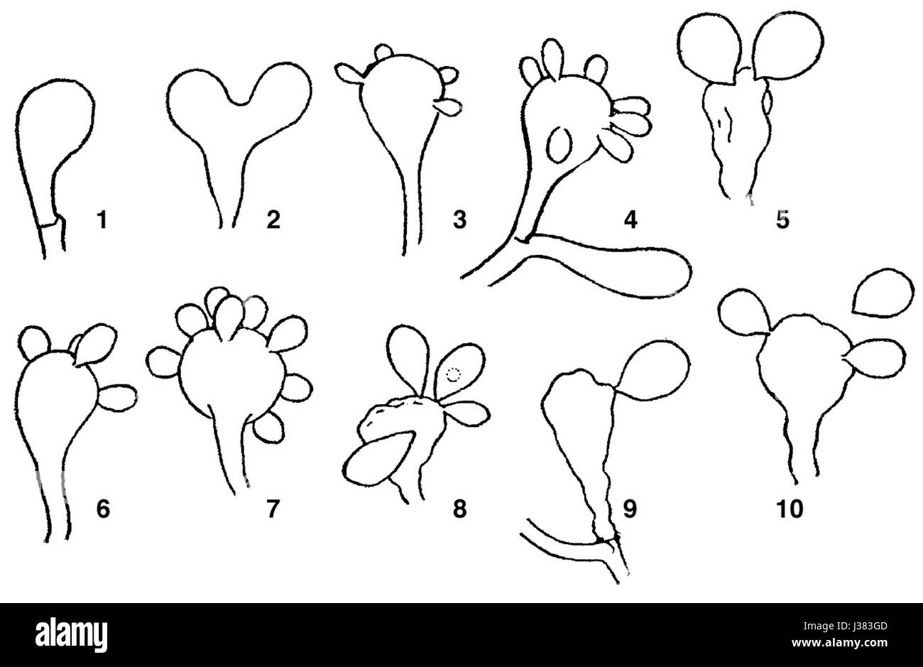 Cyathus stercoreus is a species of fungus, known for its unique basidia ...