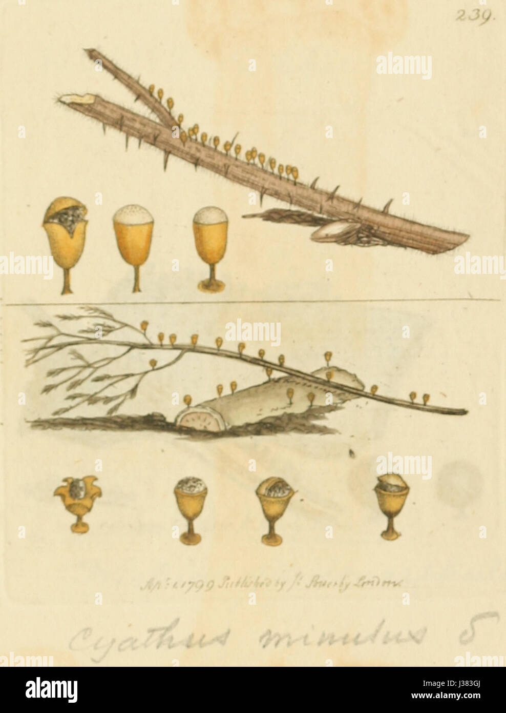 An illustration from 'Coloured Figures of English Fungi or Mushrooms ...