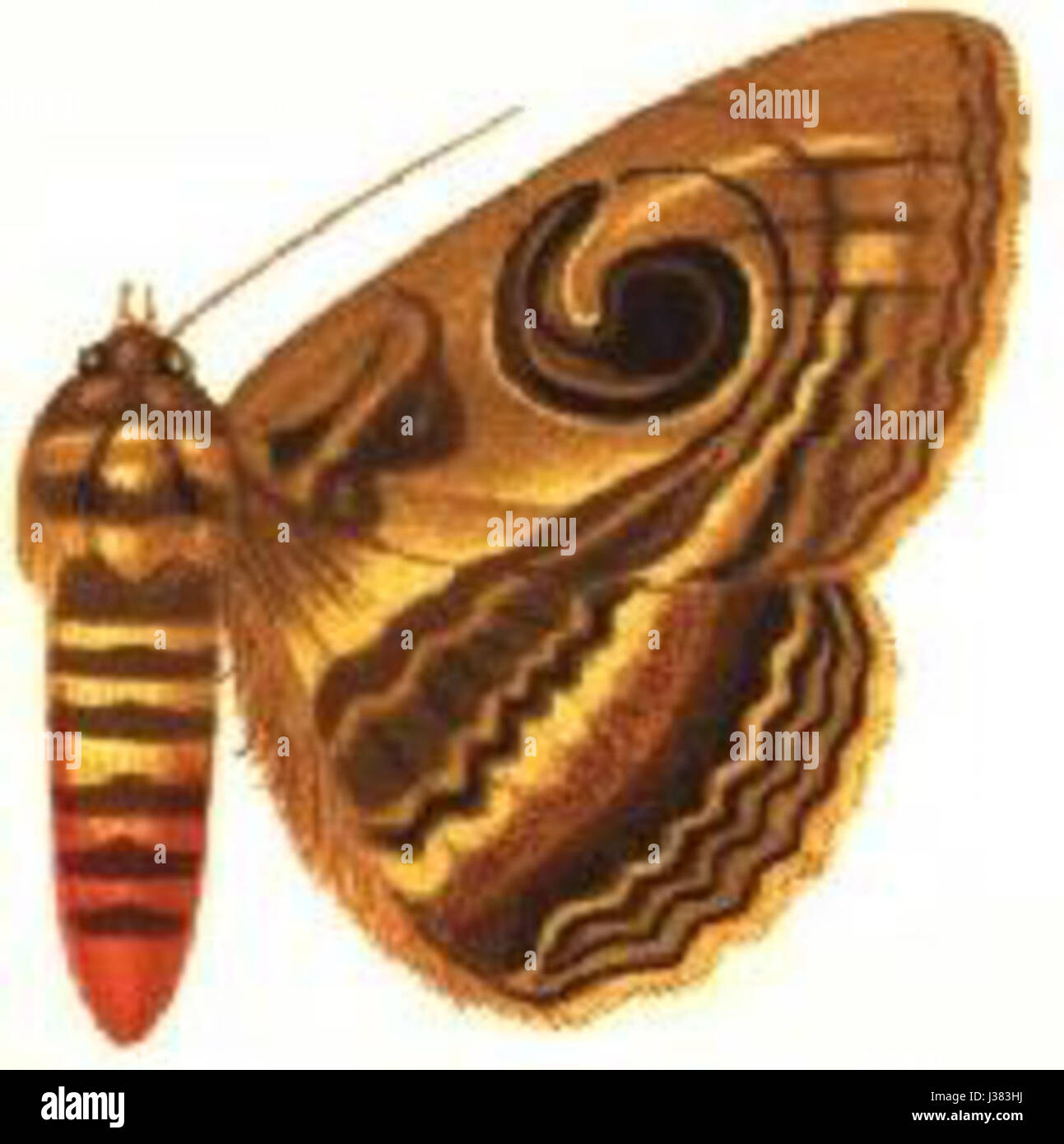 Cyligramma disturbans, a species of moth, with the male displaying ...