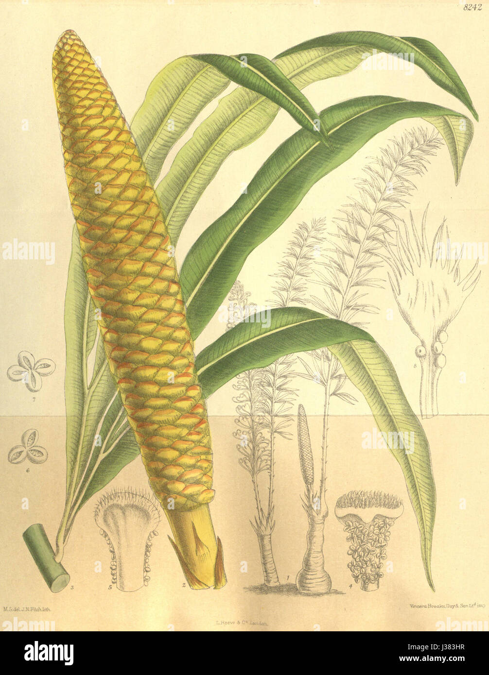 Cycas micholitzii hi-res stock photography and images - Alamy