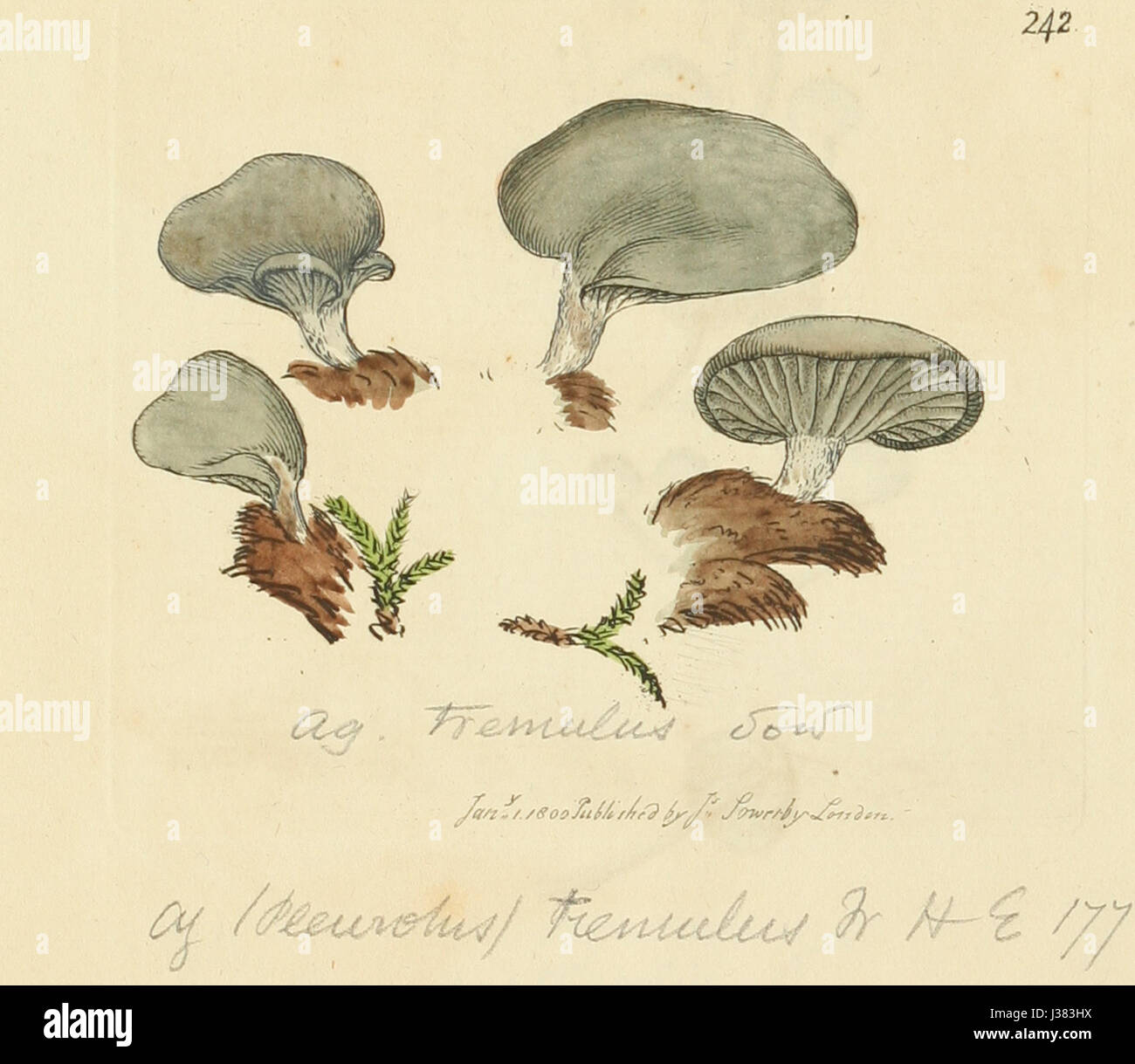 Plant identification tools hi-res stock photography and images - Alamy