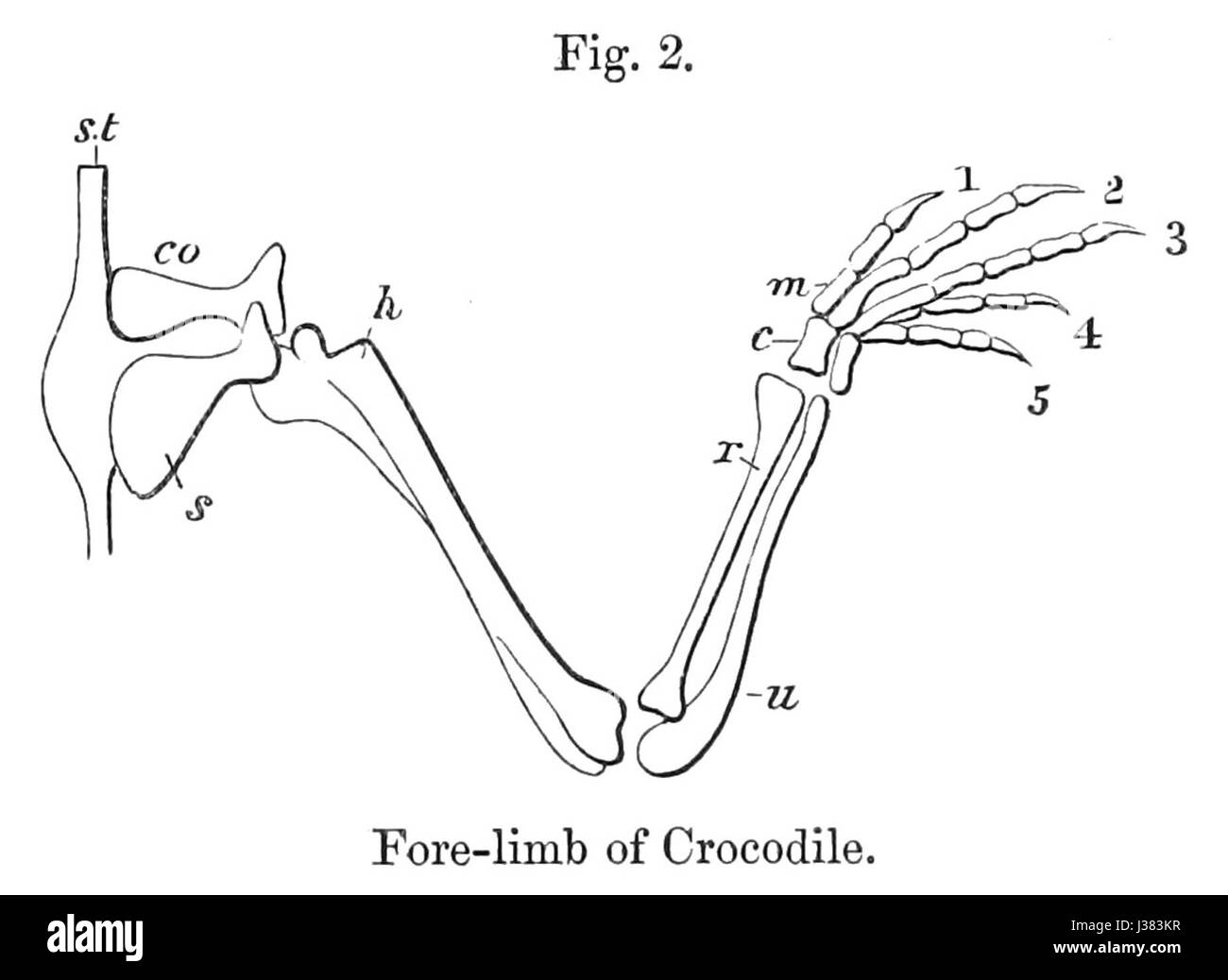 Illustration of a crocodile hi-res stock photography and images - Alamy