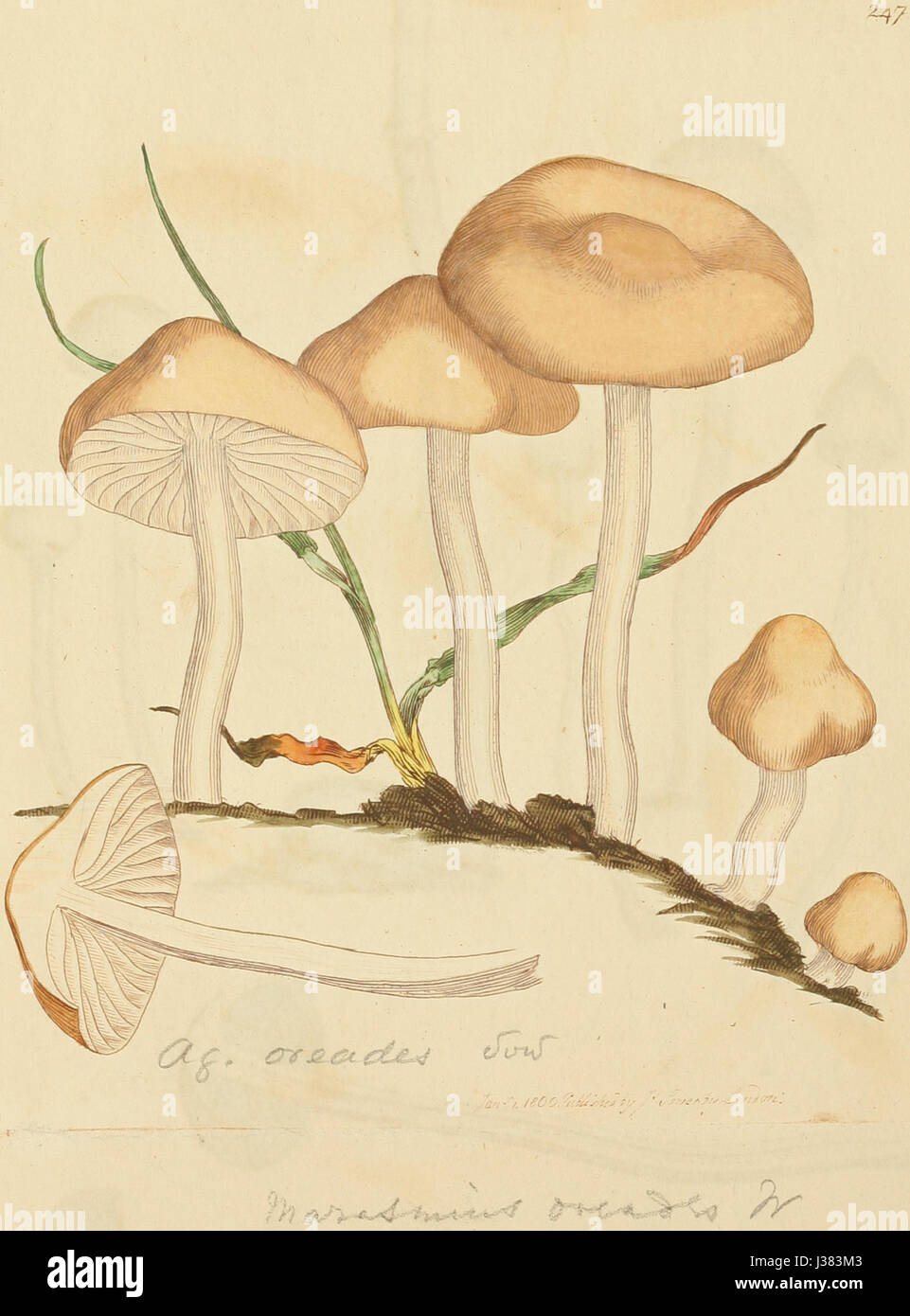 This image comes from 'Coloured Figures of English Fungi or Mushrooms ...