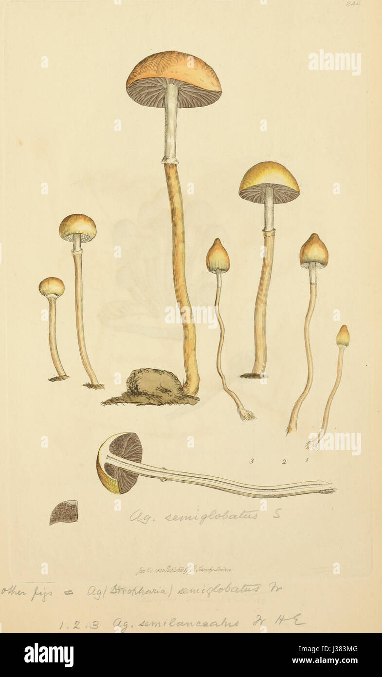 This reference is to an illustration from a botanical work depicting ...