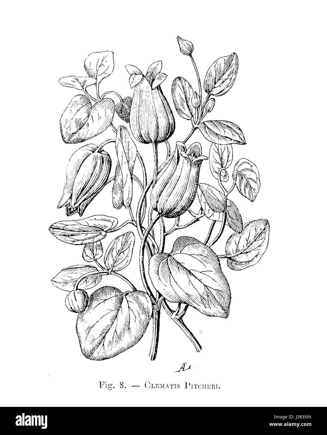 Clematis pitcheri is a species of clematis native to North America. Its ...