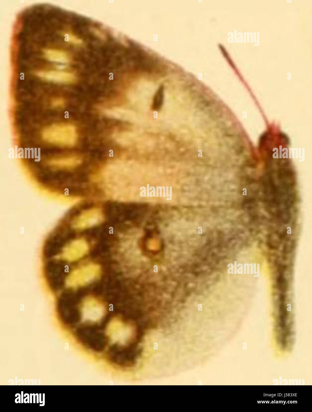 Colias diva, a species of butterfly, is part of the Colias genus in the ...