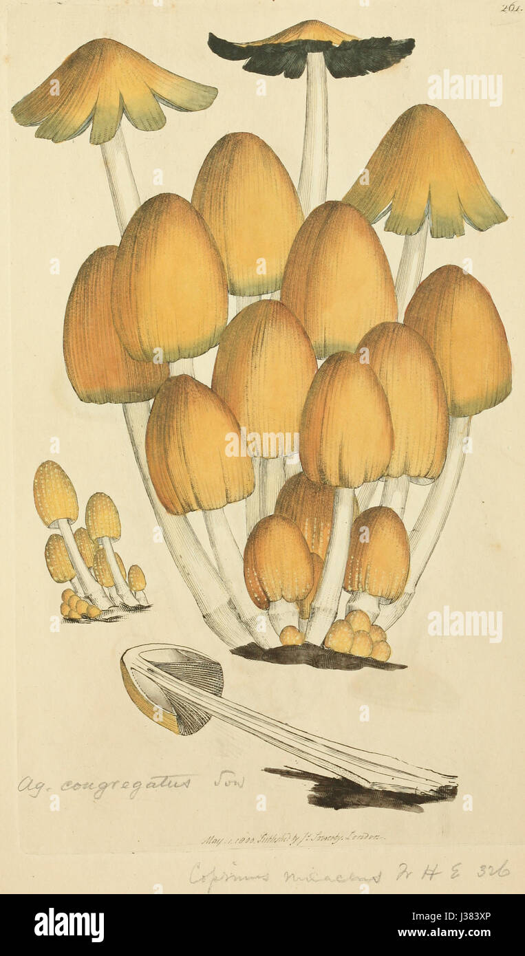 This detailed illustration from the Coloured Figures of English Fungi ...