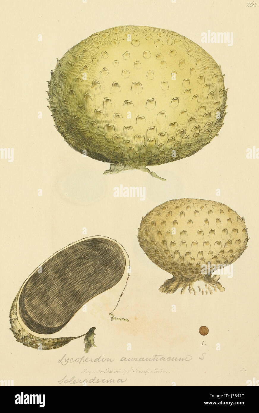 This plate, part of 'Coloured Figures of English Fungi or Mushrooms ...