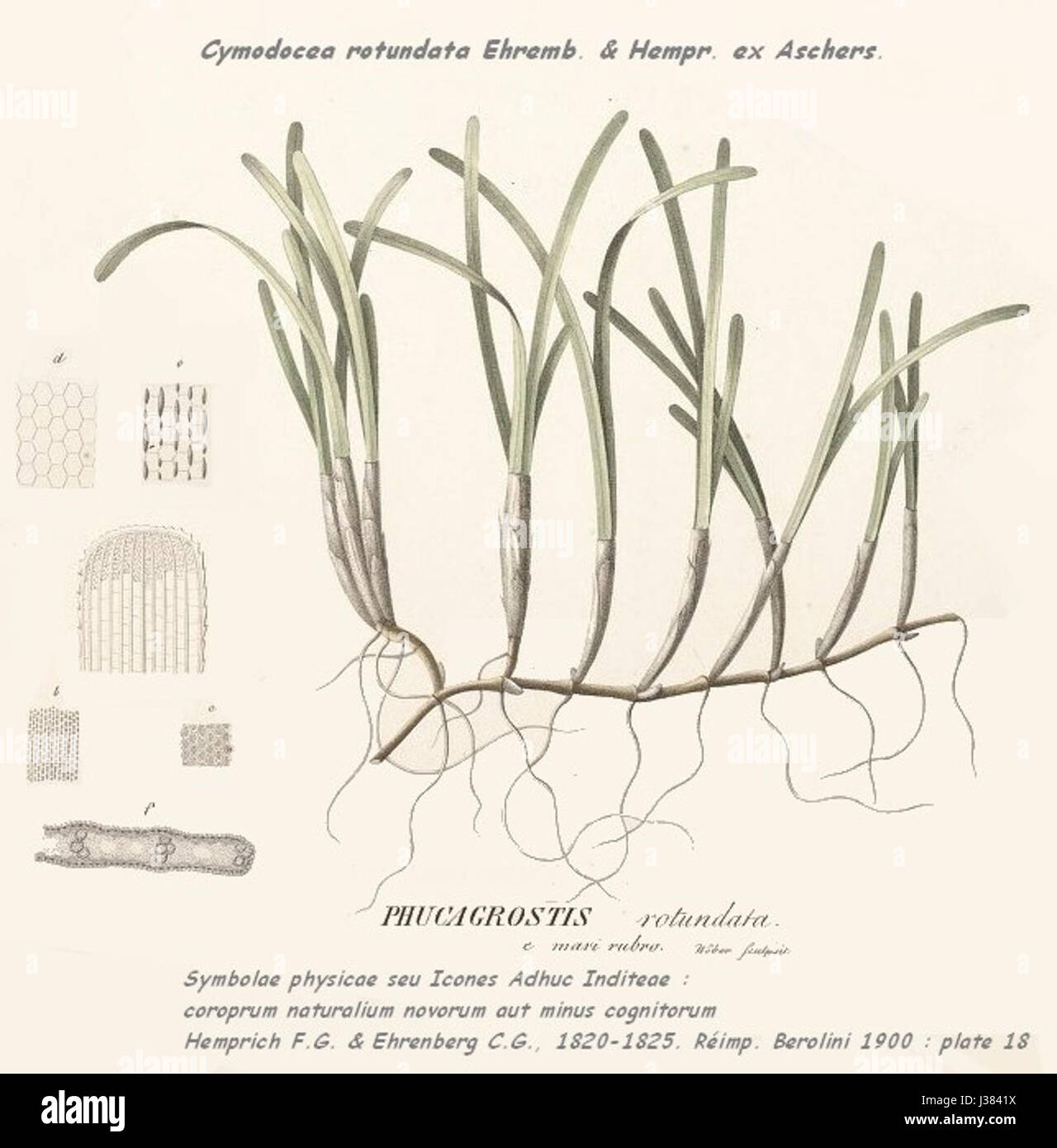 Cymodocea rotundata hi-res stock photography and images - Alamy