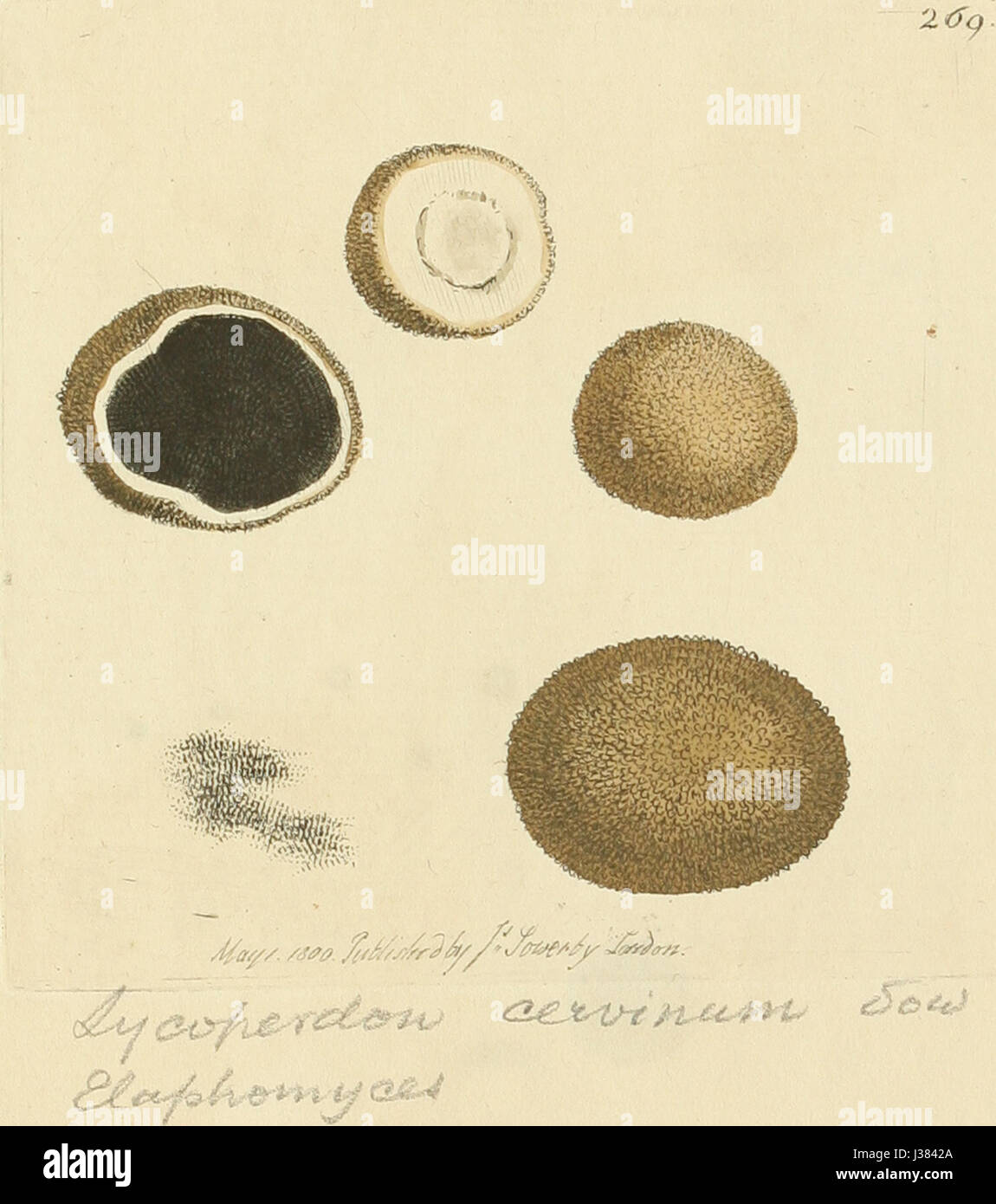 This illustration from 'Coloured Figures of English Fungi or Mushrooms ...