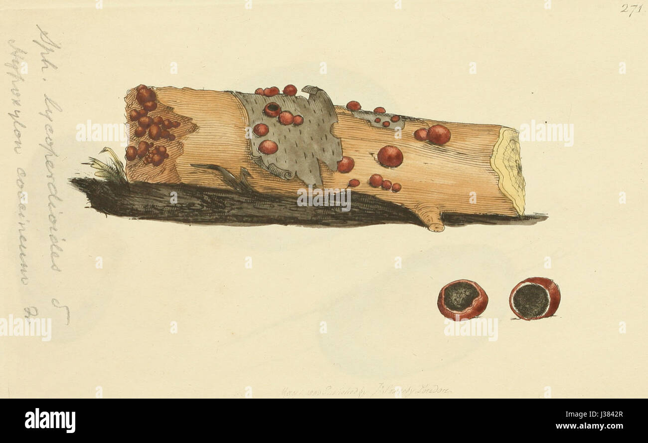 A detailed illustration from 'Coloured Figures of English Fungi or ...