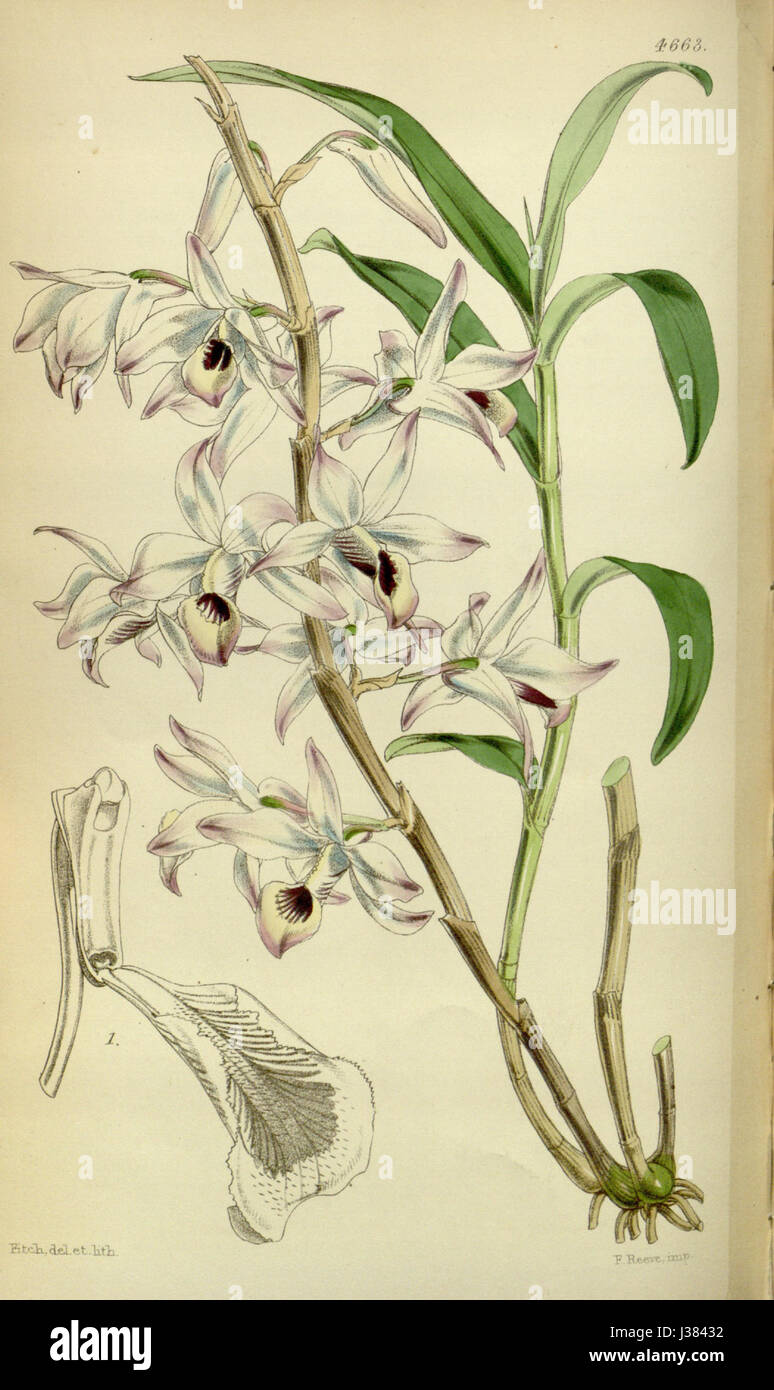 *Dendrobium transparens* is an orchid species depicted in Curtis ...