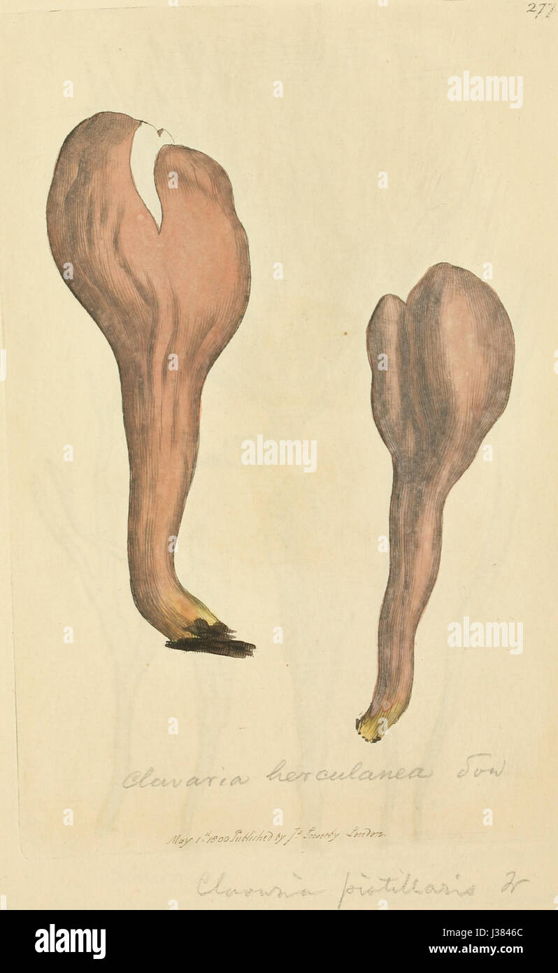 This image depicts a detailed illustration from *Coloured Figures of ...