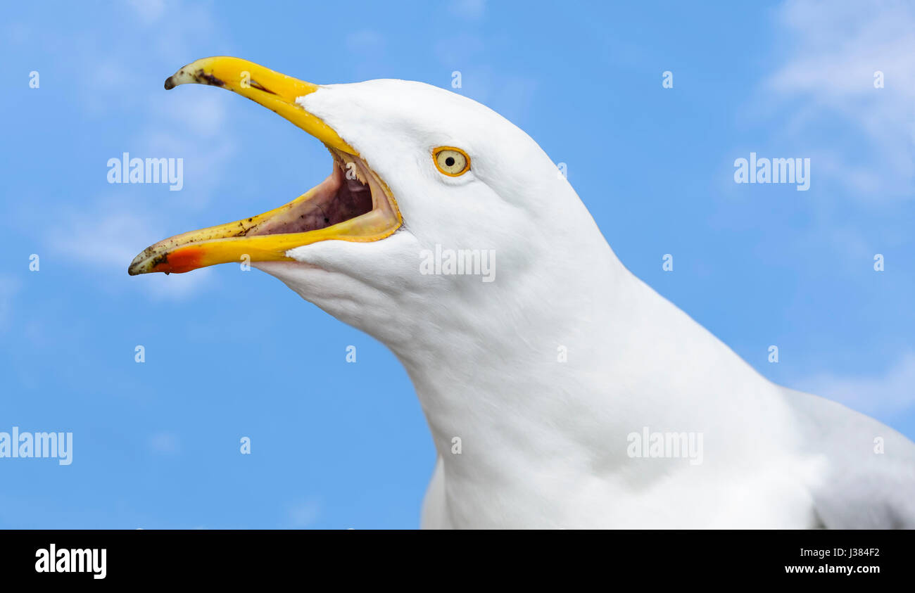 Seagull calling closeup hi-res stock photography and images - Alamy