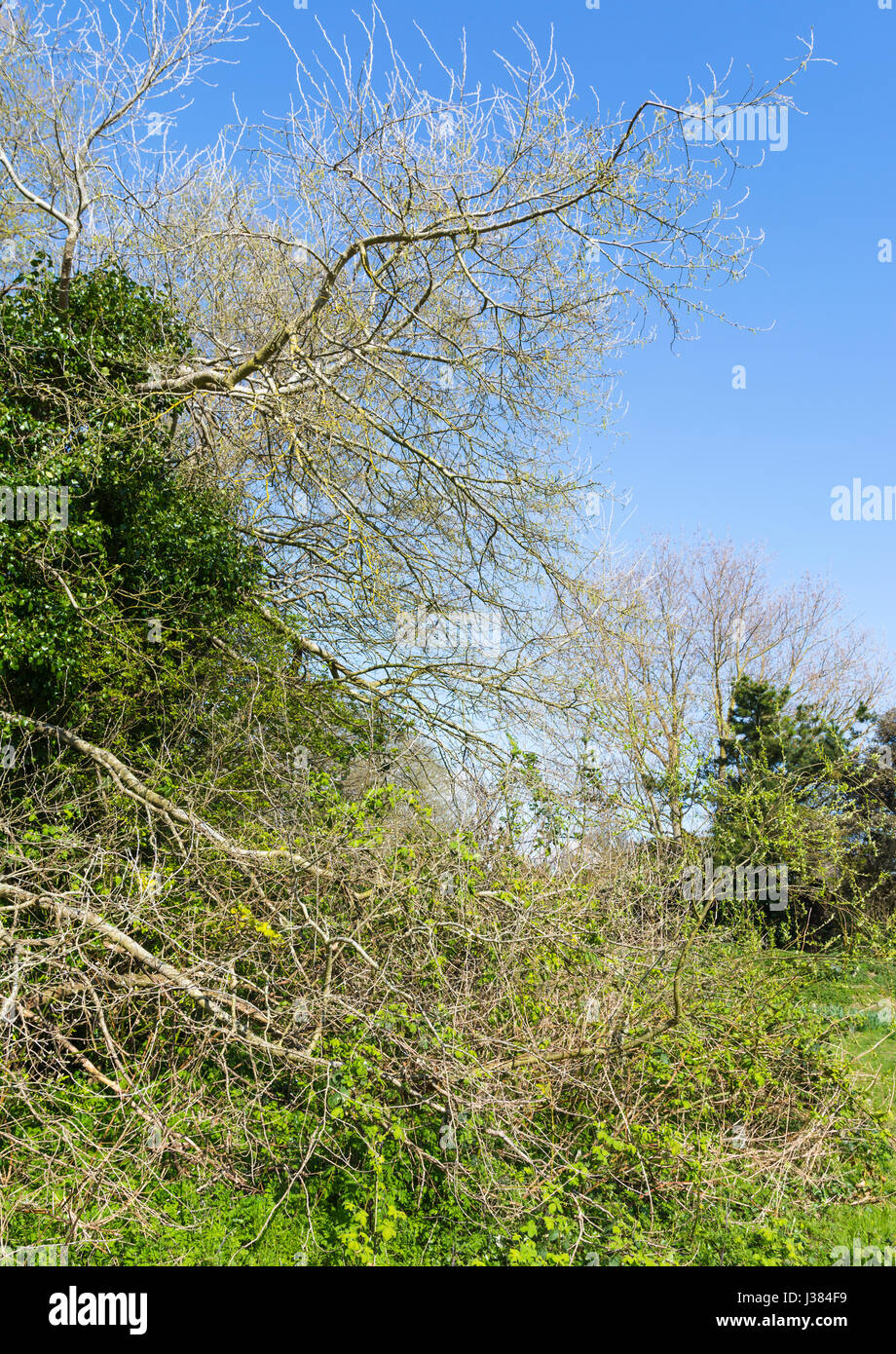 Bare leafless trees in Springs leaves start to grow back, in the ...