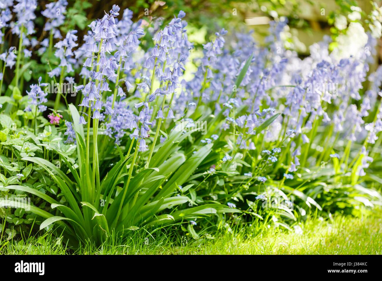 Bell flower border hi-res stock photography and images - Alamy