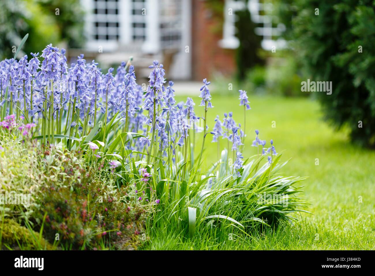 Bluebells in a garden flower bed with garden lawn and house in the ...