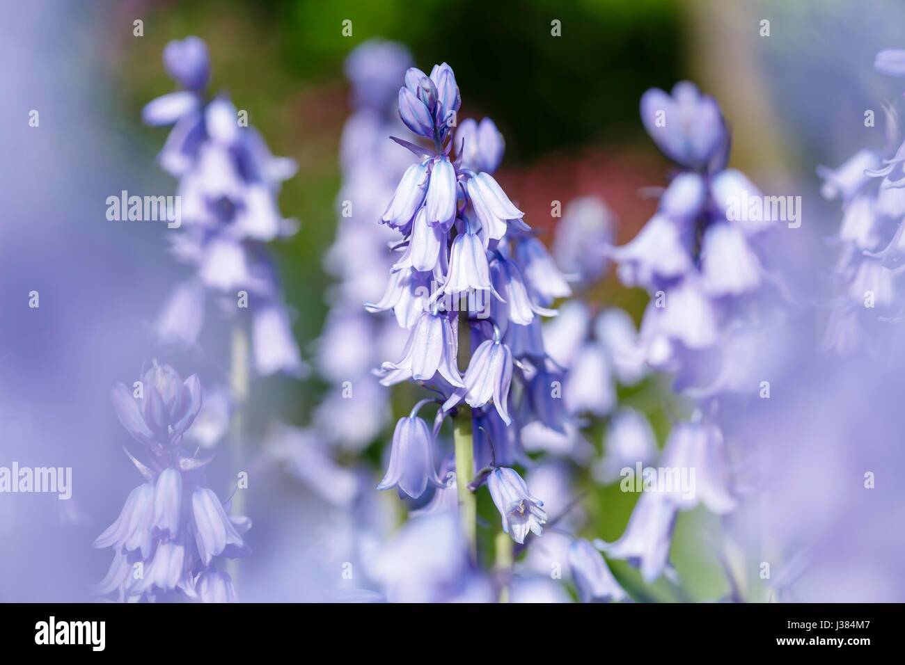Blue flowers closeup hi-res stock photography and images - Alamy