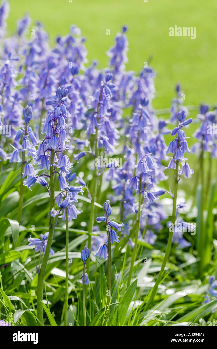 Bluebells in a garden with lawn in the background Stock Photo - Alamy