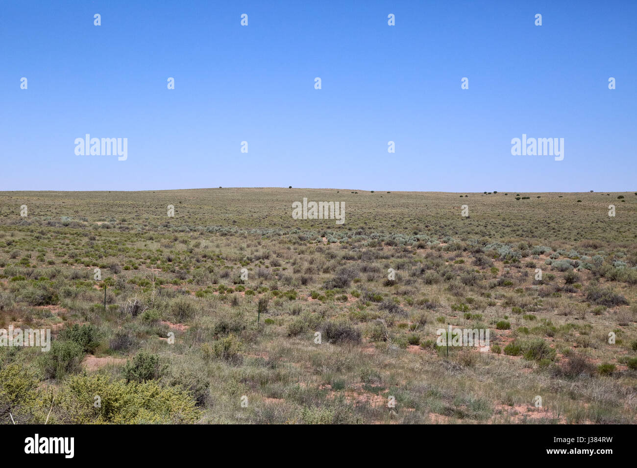 Prairie sage hi-res stock photography and images - Alamy