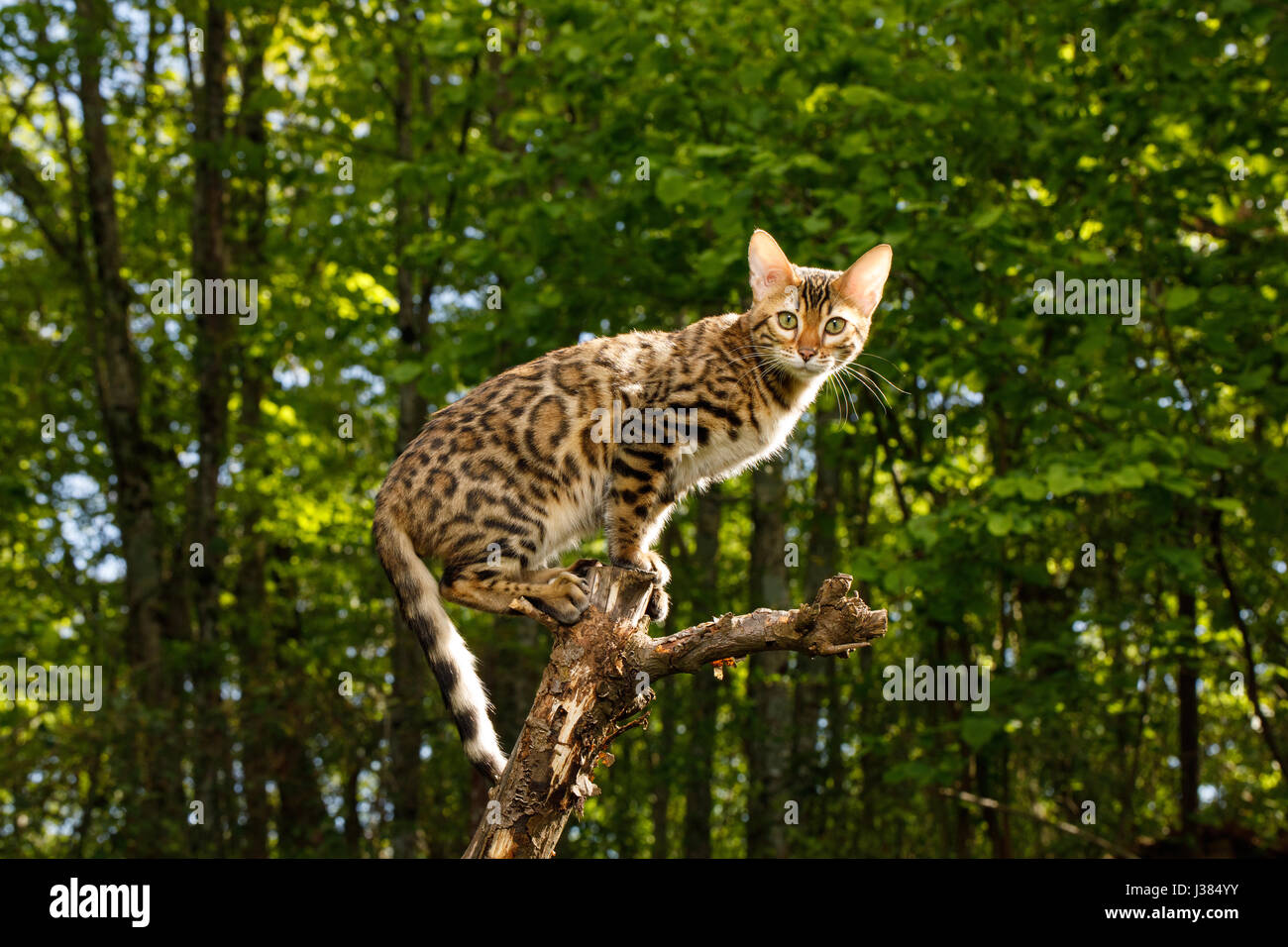 Bengal Cat outdoor Stock Photo - Alamy