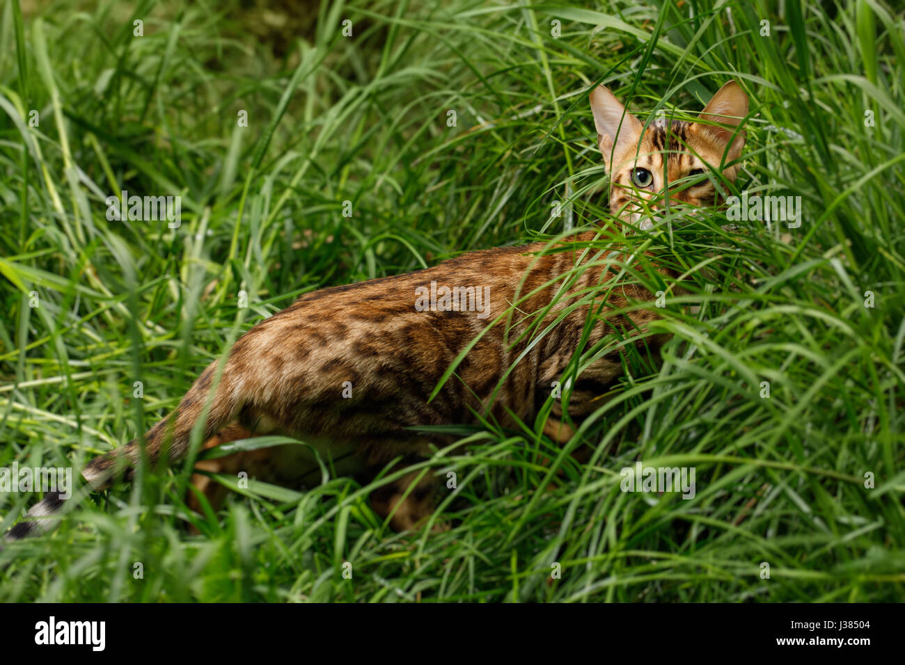 Bengal cat hi-res stock photography and images - Alamy