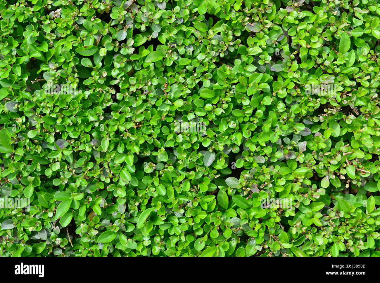 buxus plant green fence texture nature pattern Stock Photo - Alamy