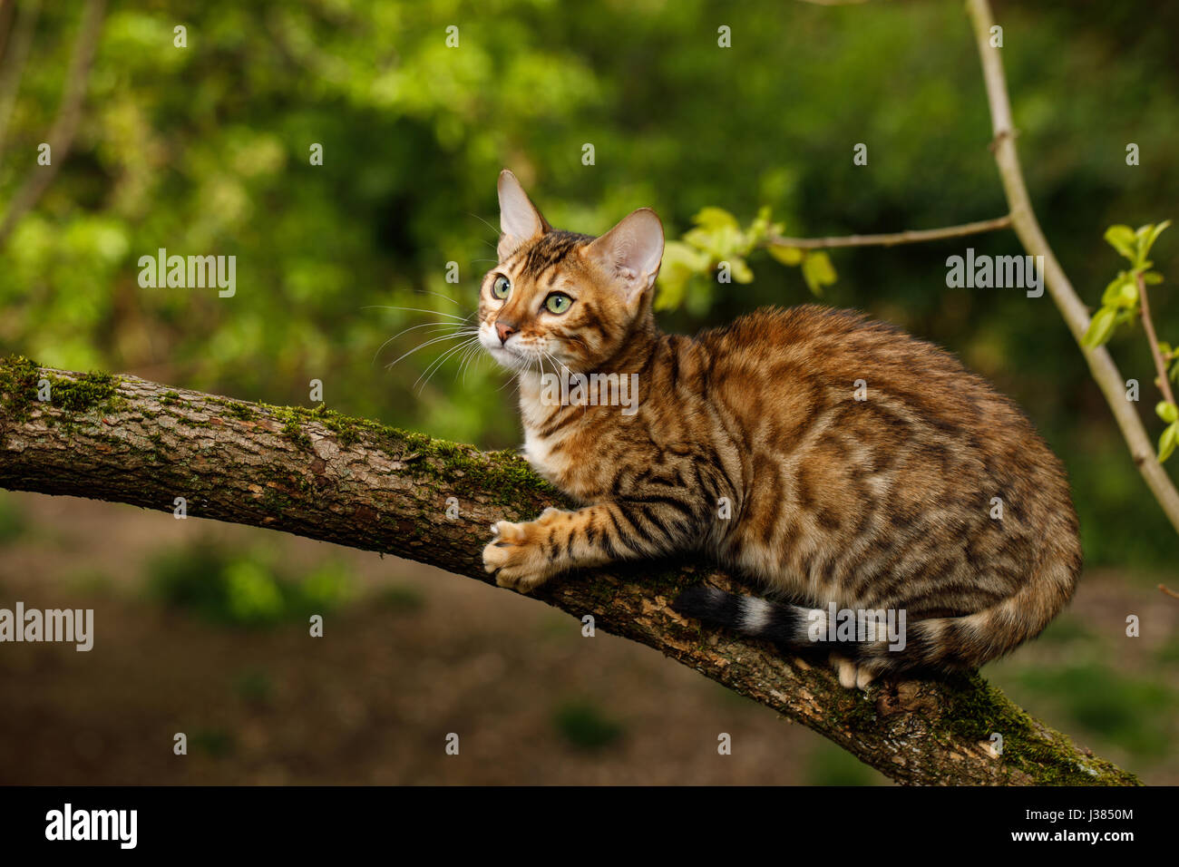 Bengal Cat outdoor Stock Photo - Alamy