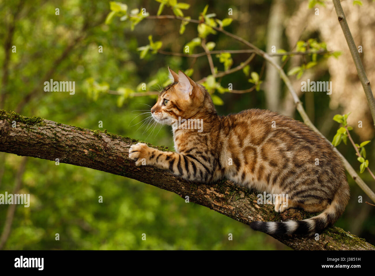 Bengal Cat outdoor Stock Photo - Alamy