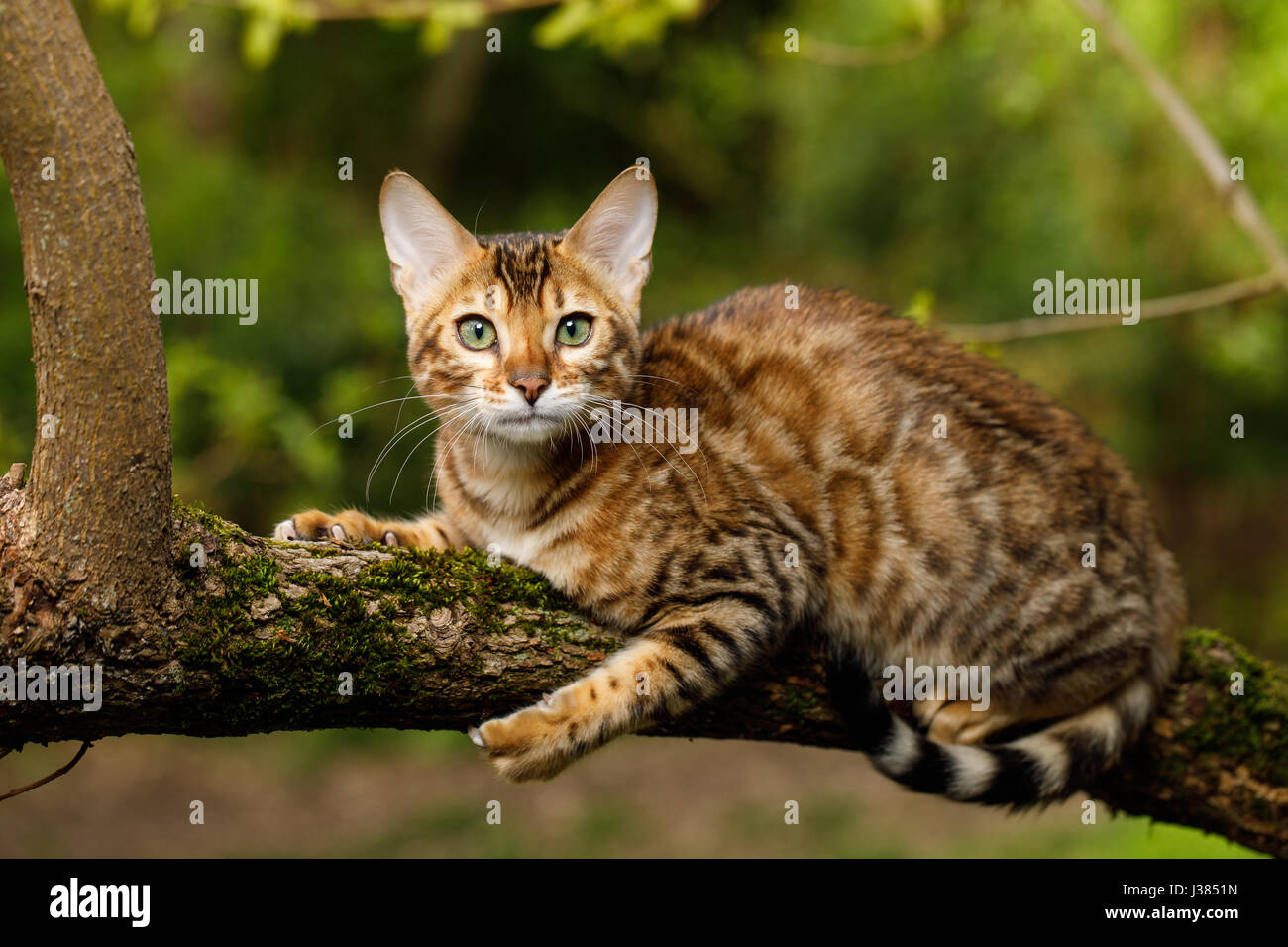 Bengal cat hi-res stock photography and images - Alamy