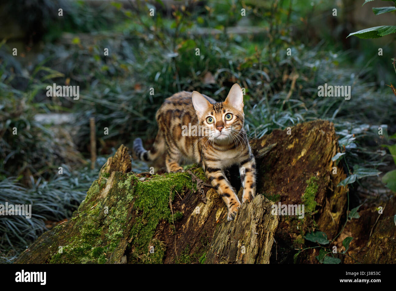 Bengal cat hi-res stock photography and images - Alamy