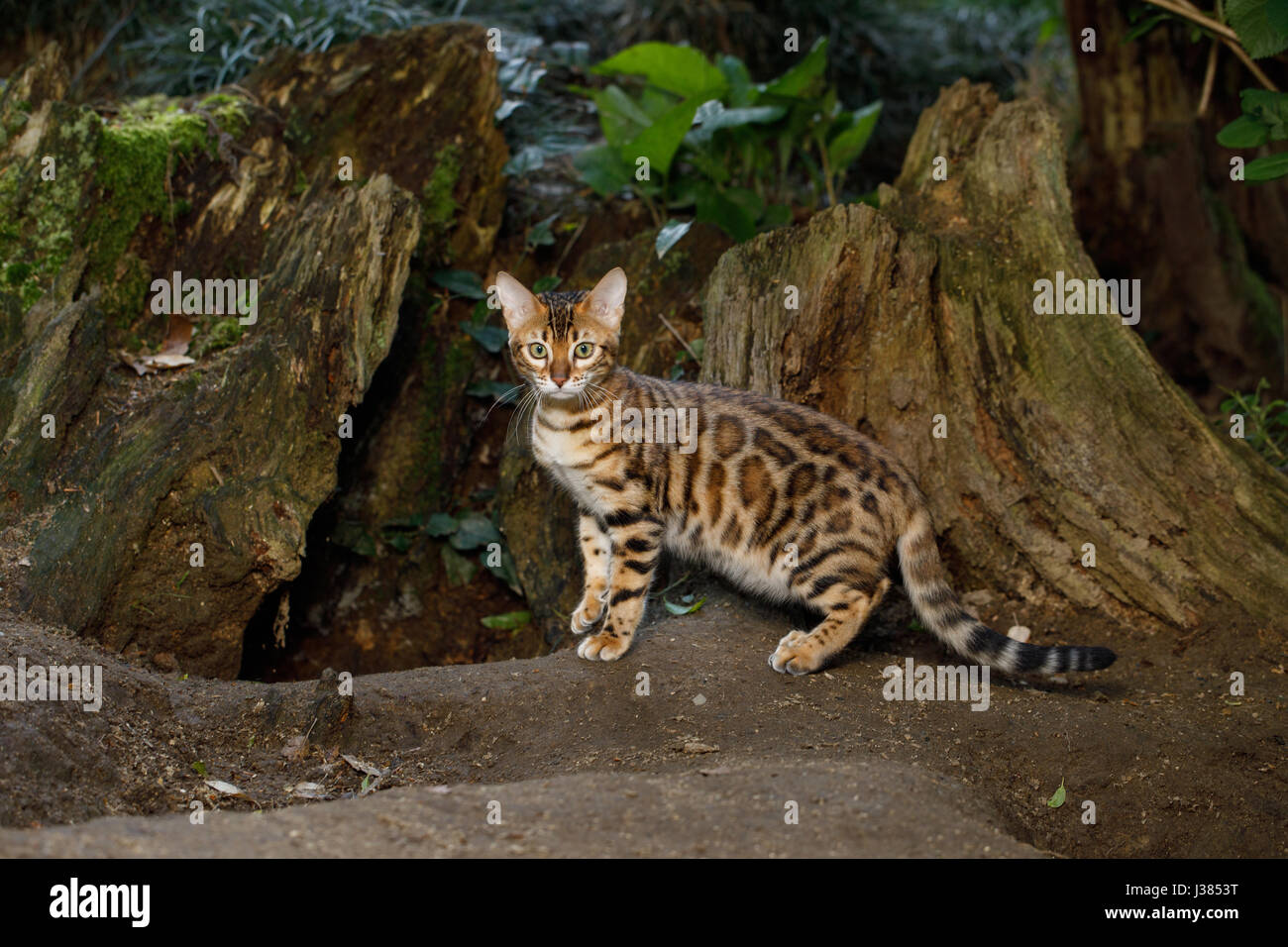 Bengal Cat outdoor Stock Photo - Alamy