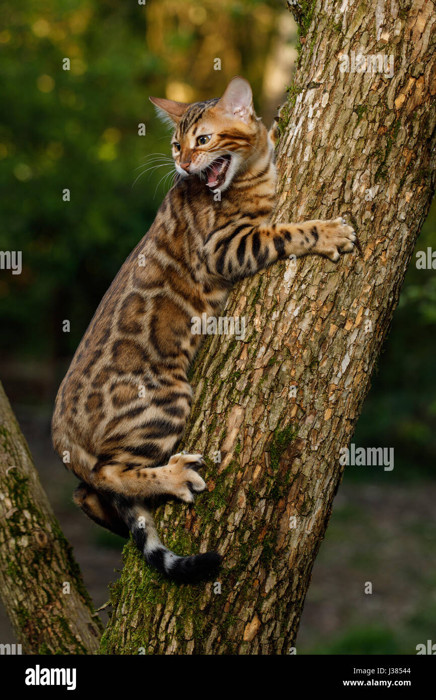Bengal Cat outdoor Stock Photo - Alamy