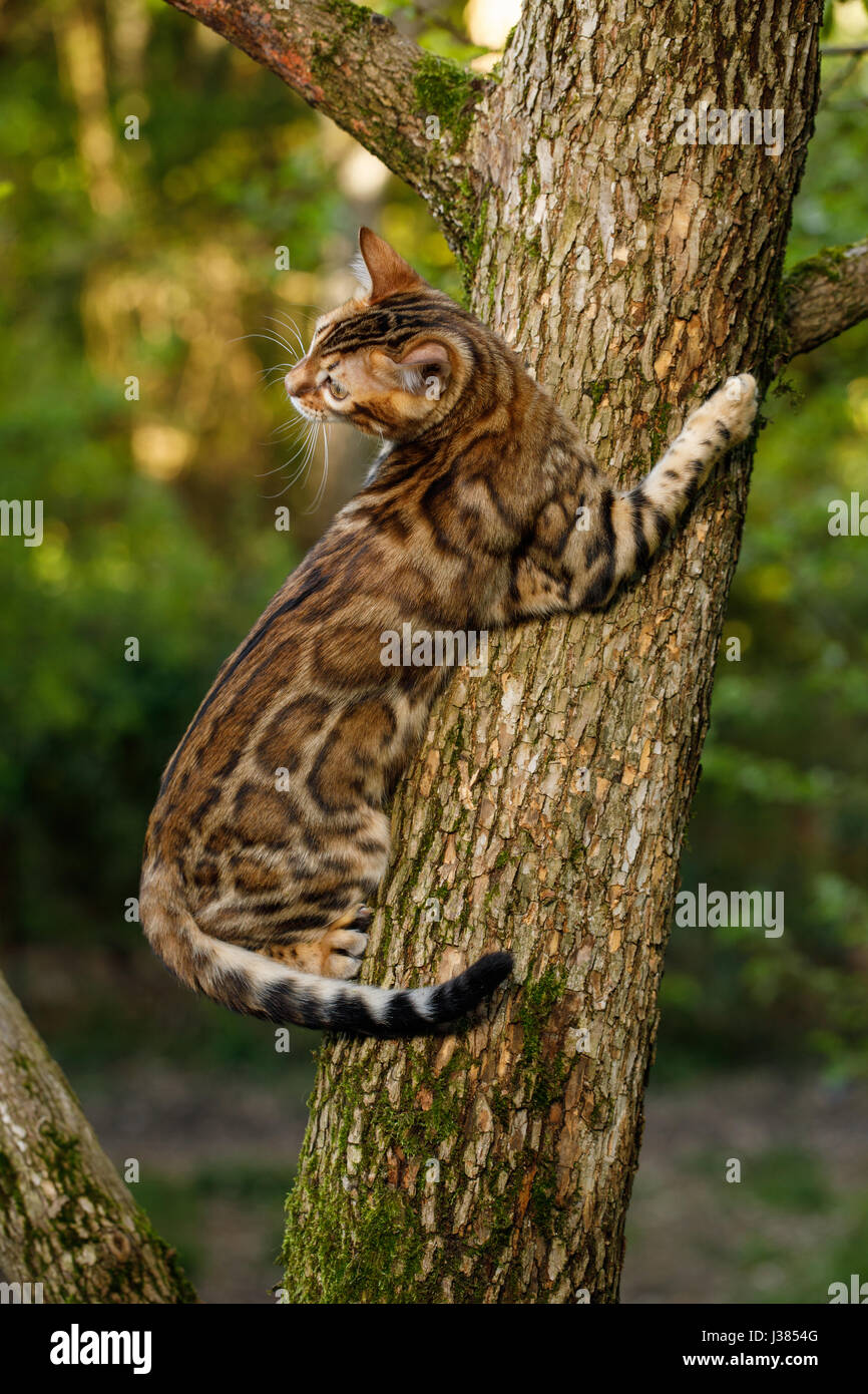 Bengal Cat outdoor Stock Photo - Alamy