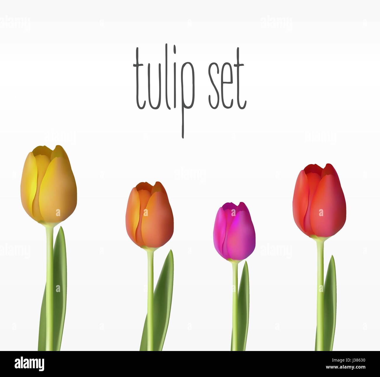 Realistic vector tulips set Stock Vector Image & Art - Alamy