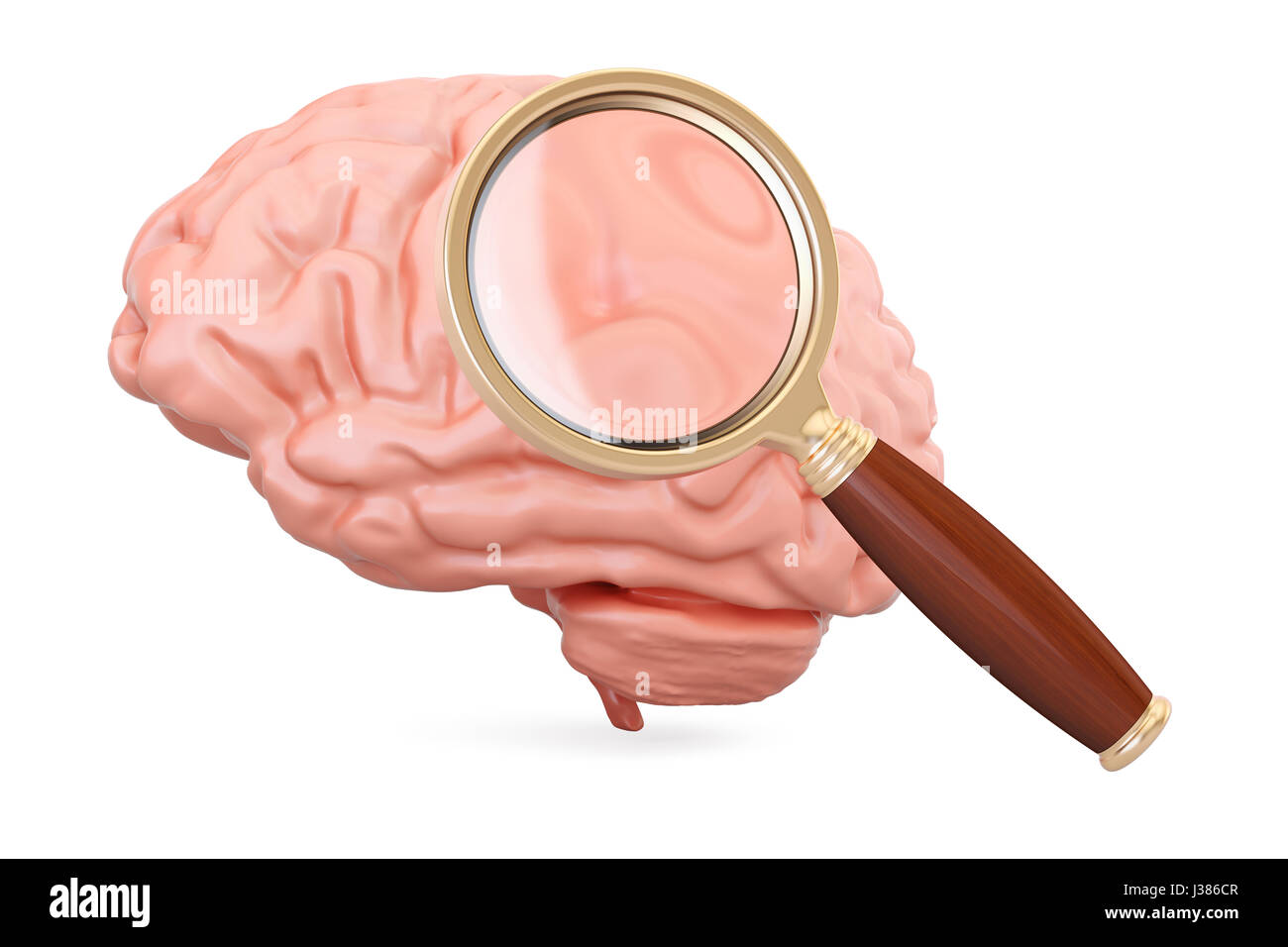 human brain with magnifier, 3D rendering isolated on white background ...