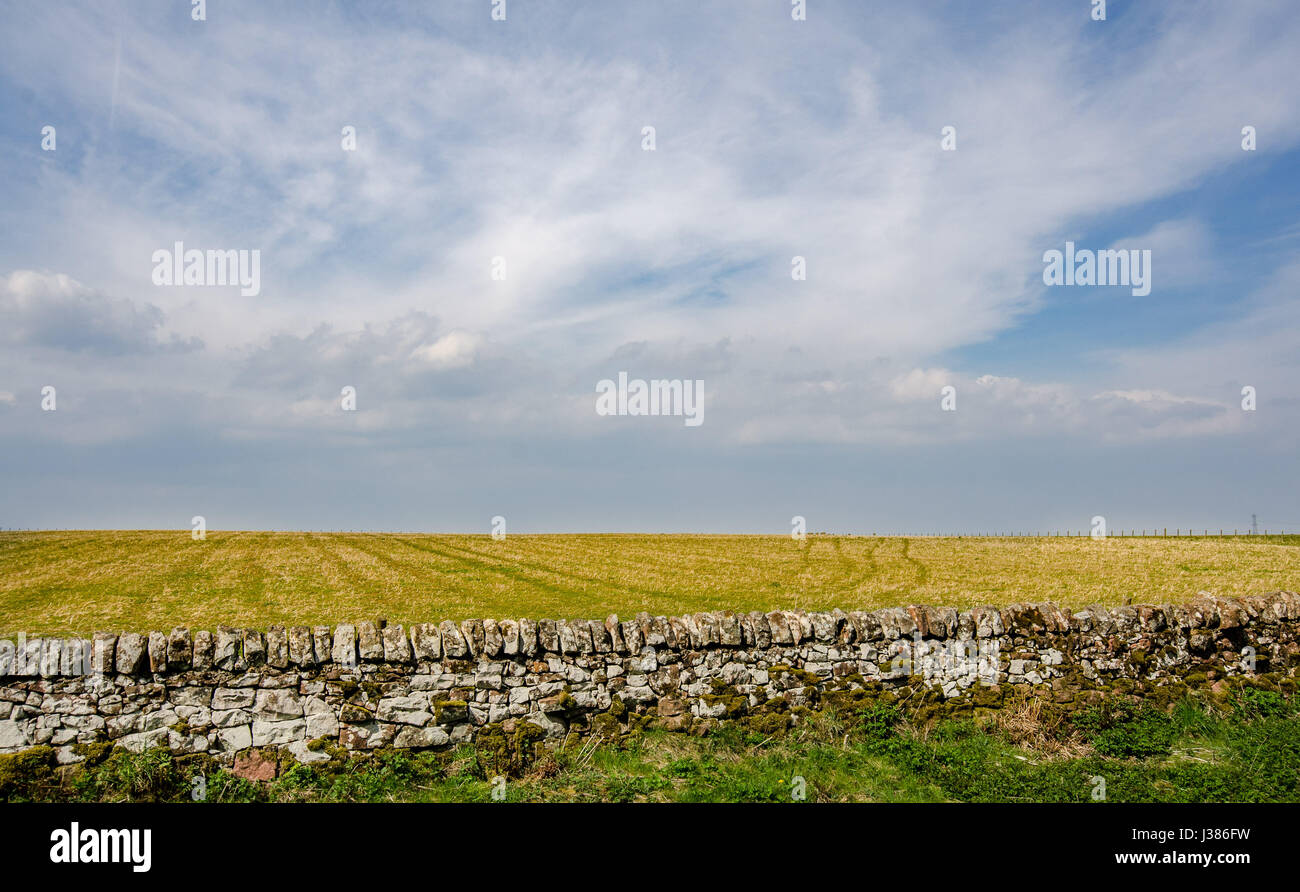 Yellow field with old stone wall in Scotland Stock Photo - Alamy