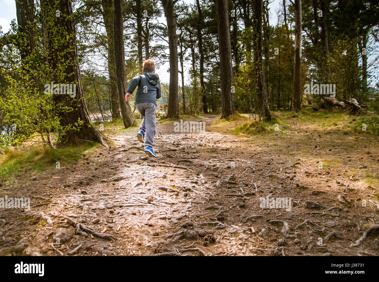 Boy pines hi-res stock photography and images - Alamy