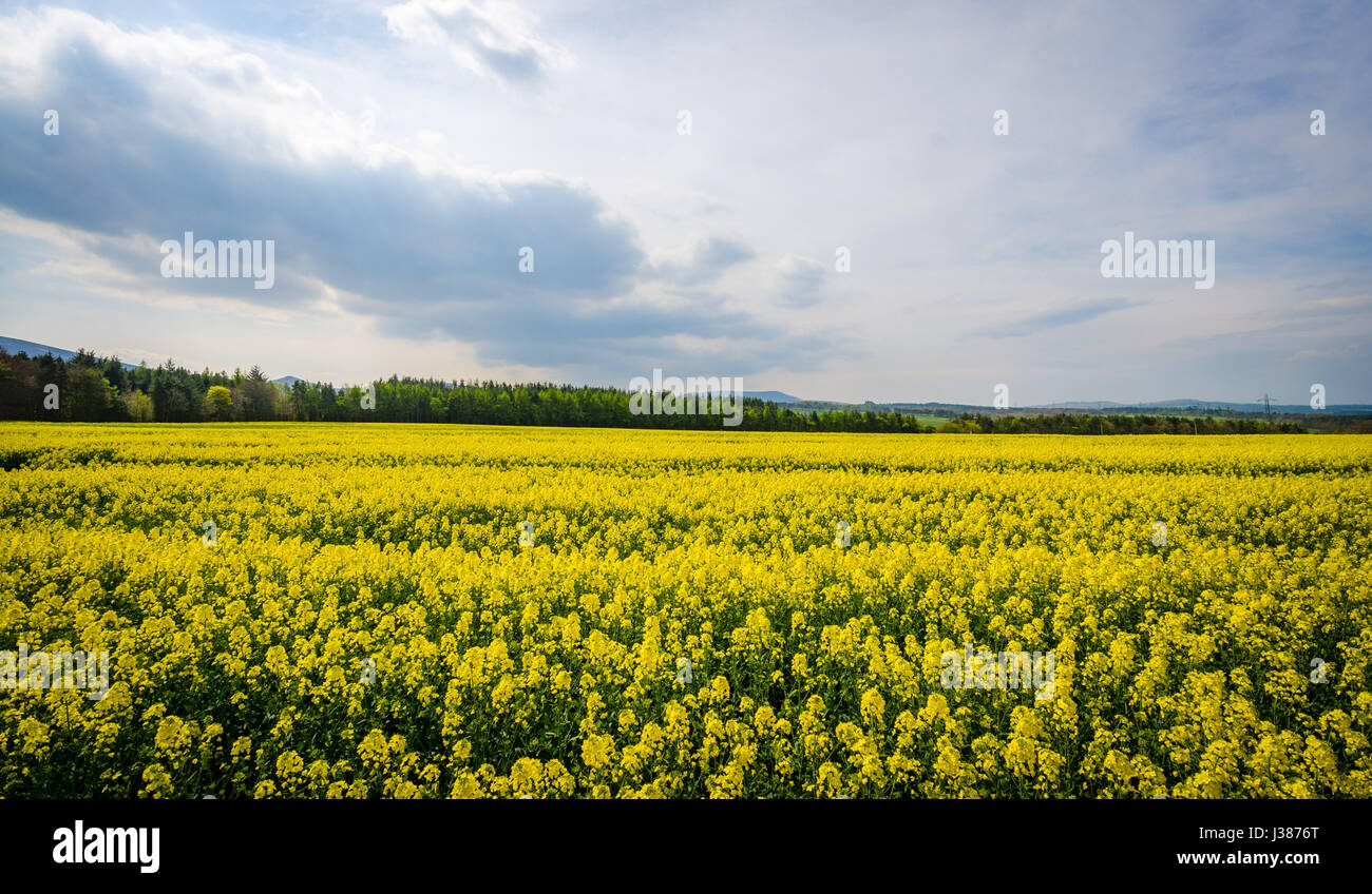 Scottish rapeseed hi-res stock photography and images - Alamy