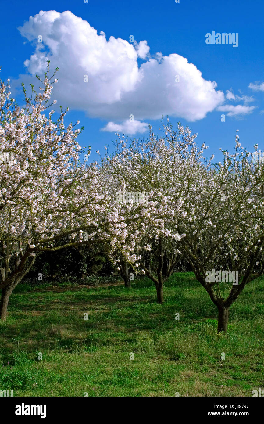Beautiful almond trees in my friend's farm Stock Photo - Alamy